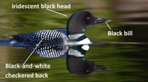 Is it a Loon? – Loon Preservation Committee