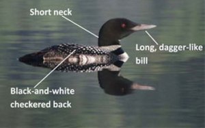 Is it a Loon? – Loon Preservation Committee
