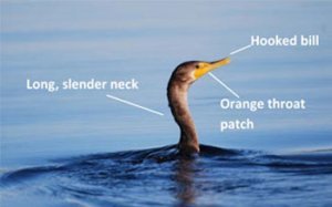 Is it a Loon? – Loon Preservation Committee