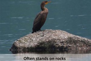 Is it a Loon? – Loon Preservation Committee