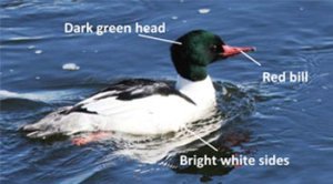 Is it a Loon? – Loon Preservation Committee