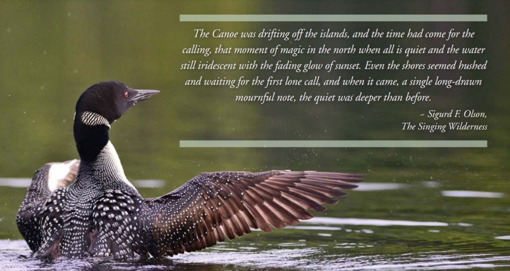 The Call of the Loon – Loon Preservation Committee