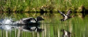 About Loons – Loon Preservation Committee