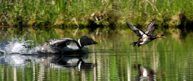 About Loons – Loon Preservation Committee