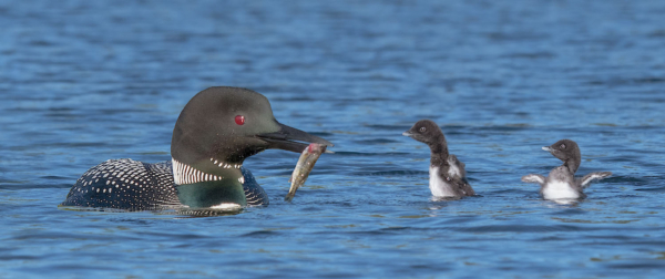 About Loons – Loon Preservation Committee