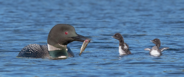 About Loons – Loon Preservation Committee