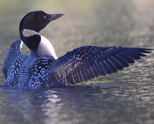 Common Loon Plumage and Appearance – Loon Preservation Committee