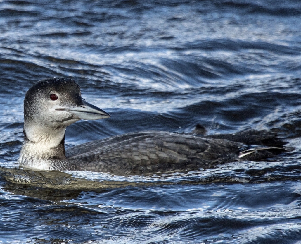 Common Loon Plumage and Appearance – Loon Preservation Committee