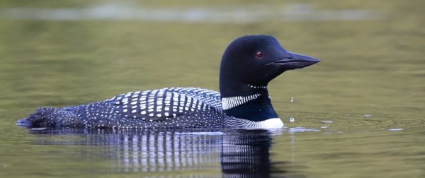 About Loons – Loon Preservation Committee