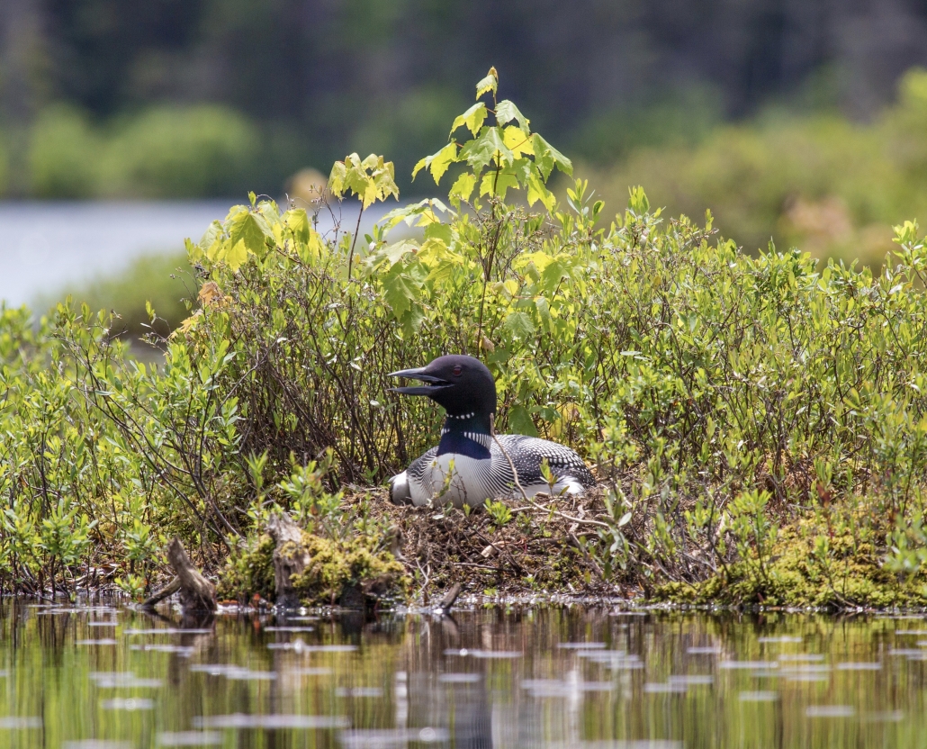 Threats to Loons – Loon Preservation Committee