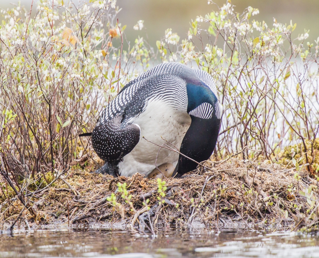 Threats to Loons – Loon Preservation Committee