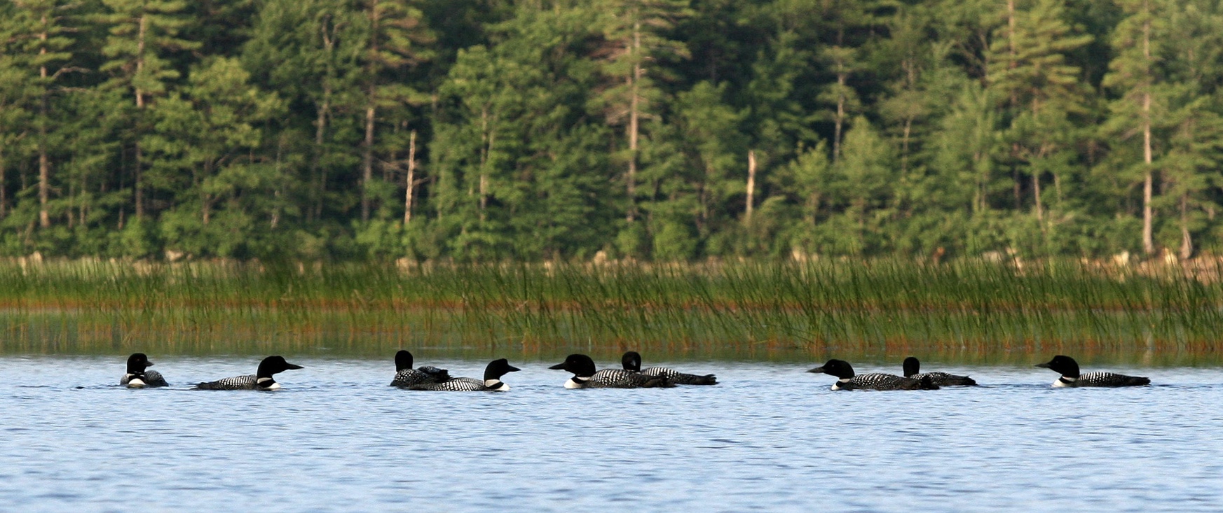Our Work - Loon Preservation Committee