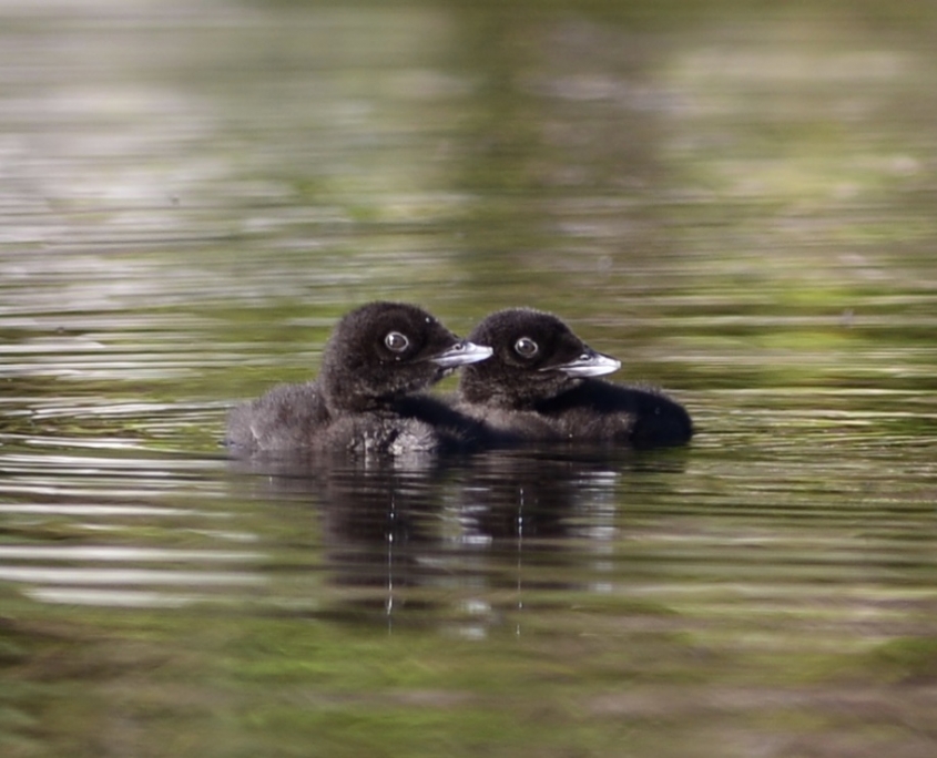 About – Loon Preservation Committee