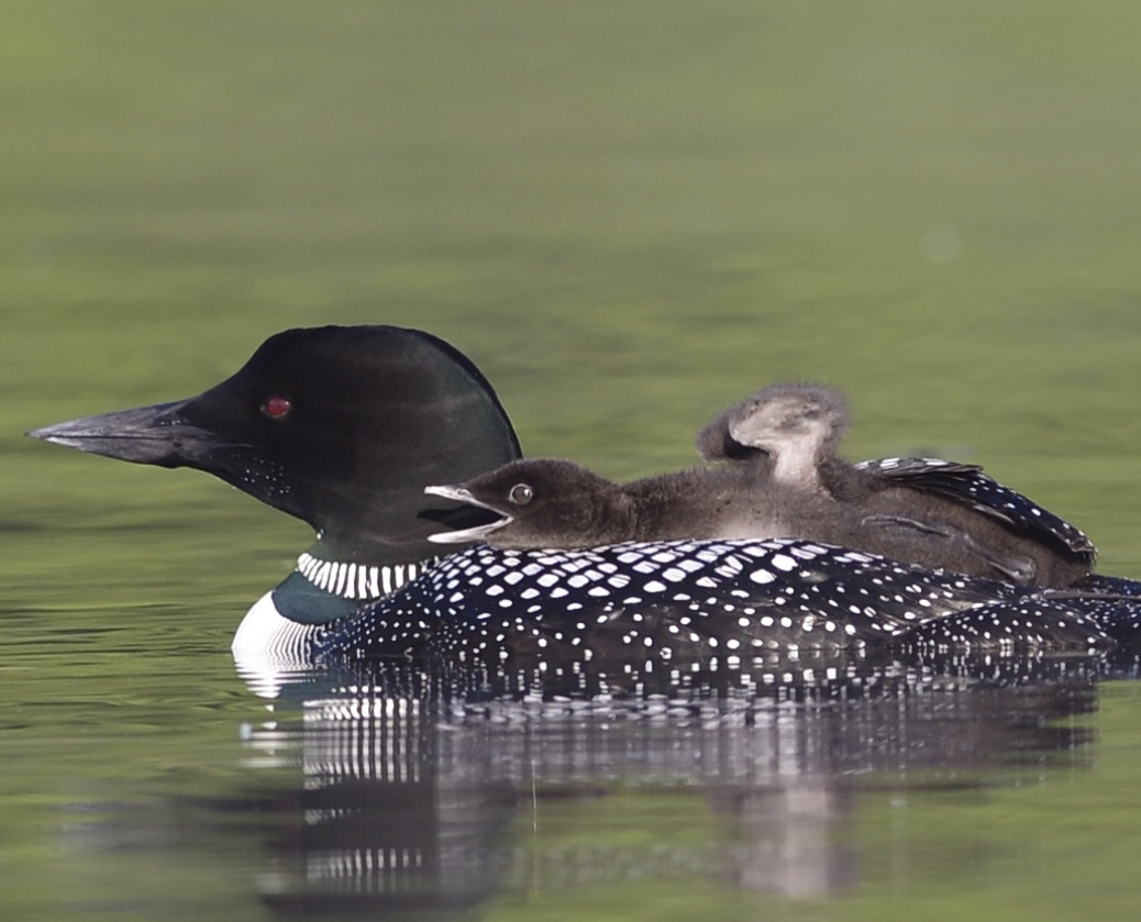 About – Loon Preservation Committee