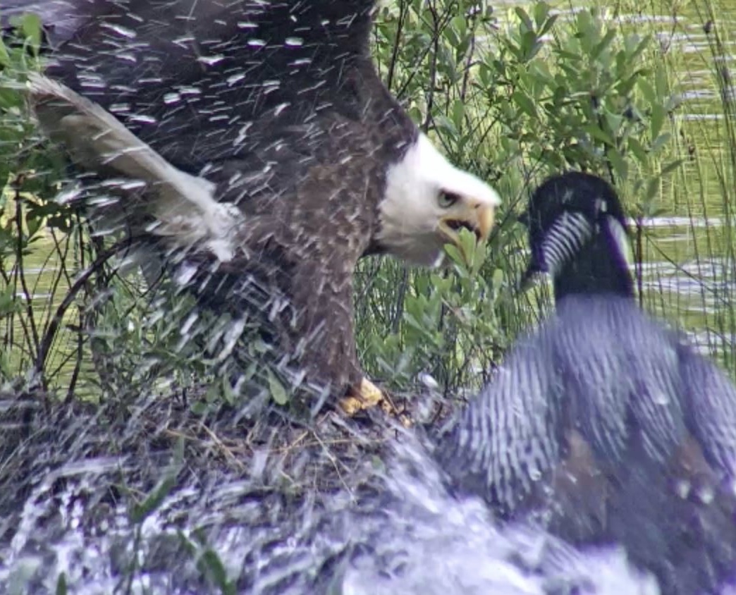 Threats to Loons – Loon Preservation Committee