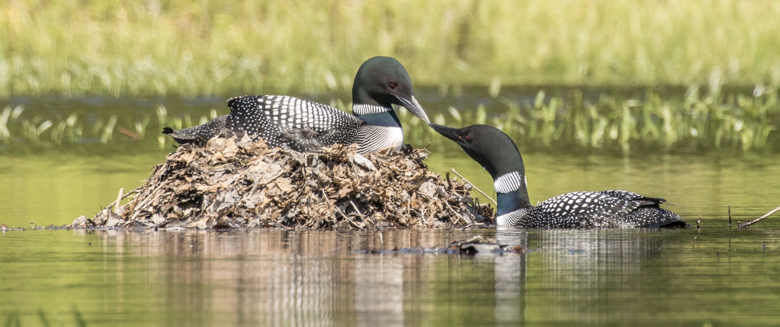 You Can Help Loons! – Loon Preservation Committee
