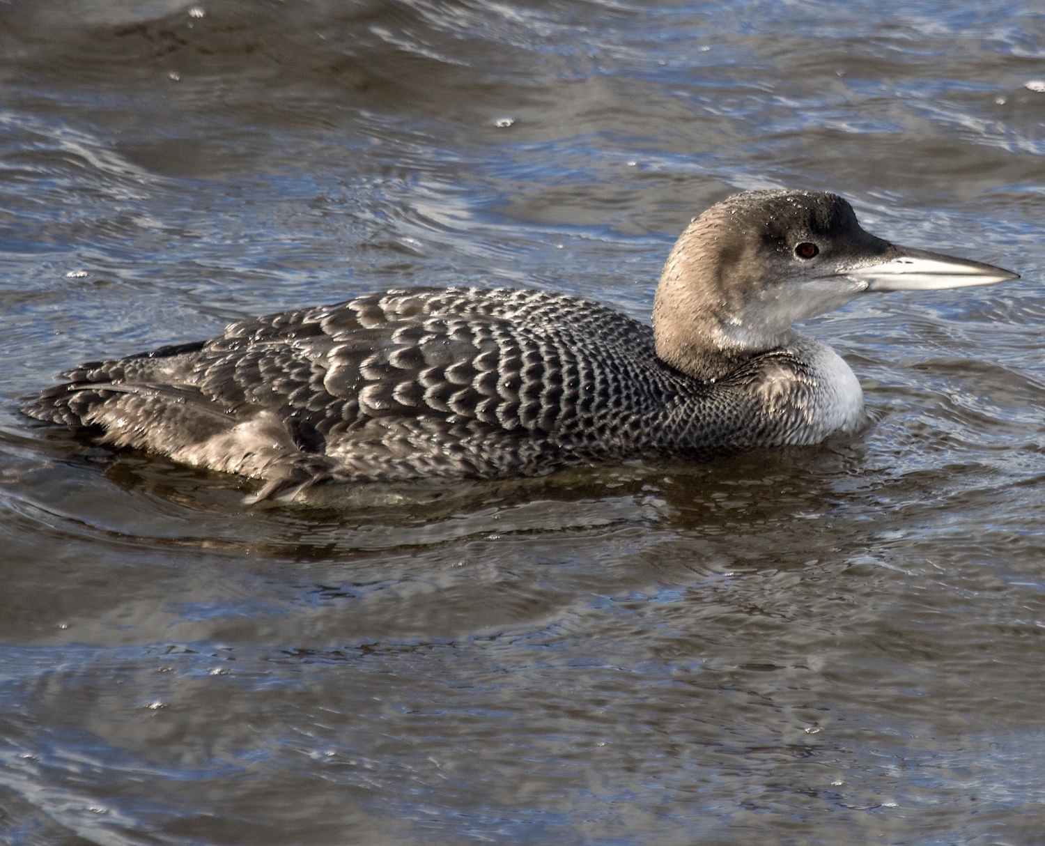 Common Loon Plumage and Appearance – Loon Preservation Committee