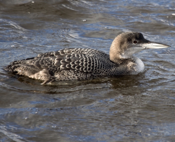 Common Loon Plumage and Appearance – Loon Preservation Committee