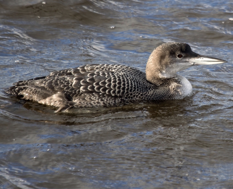 Common Loon Plumage and Appearance – Loon Preservation Committee