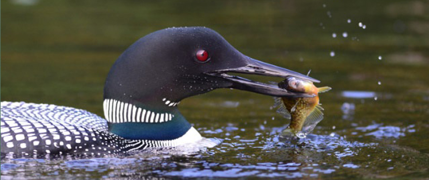 About Loons – Loon Preservation Committee