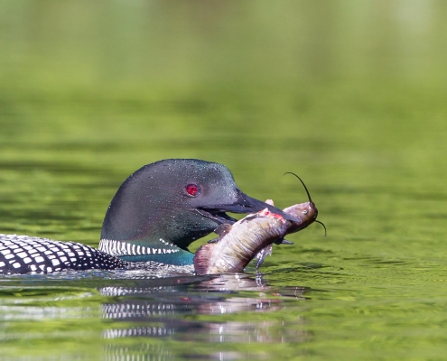 Loon Diet – Loon Preservation Committee