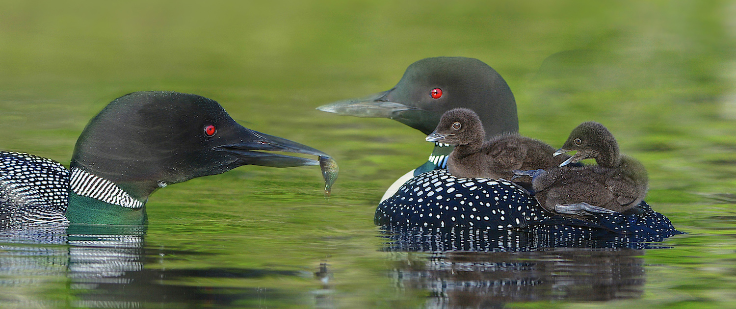 Our Work - Loon Preservation Committee