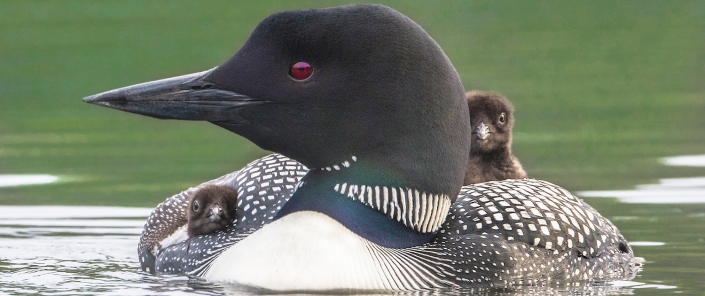 About Loons – Loon Preservation Committee