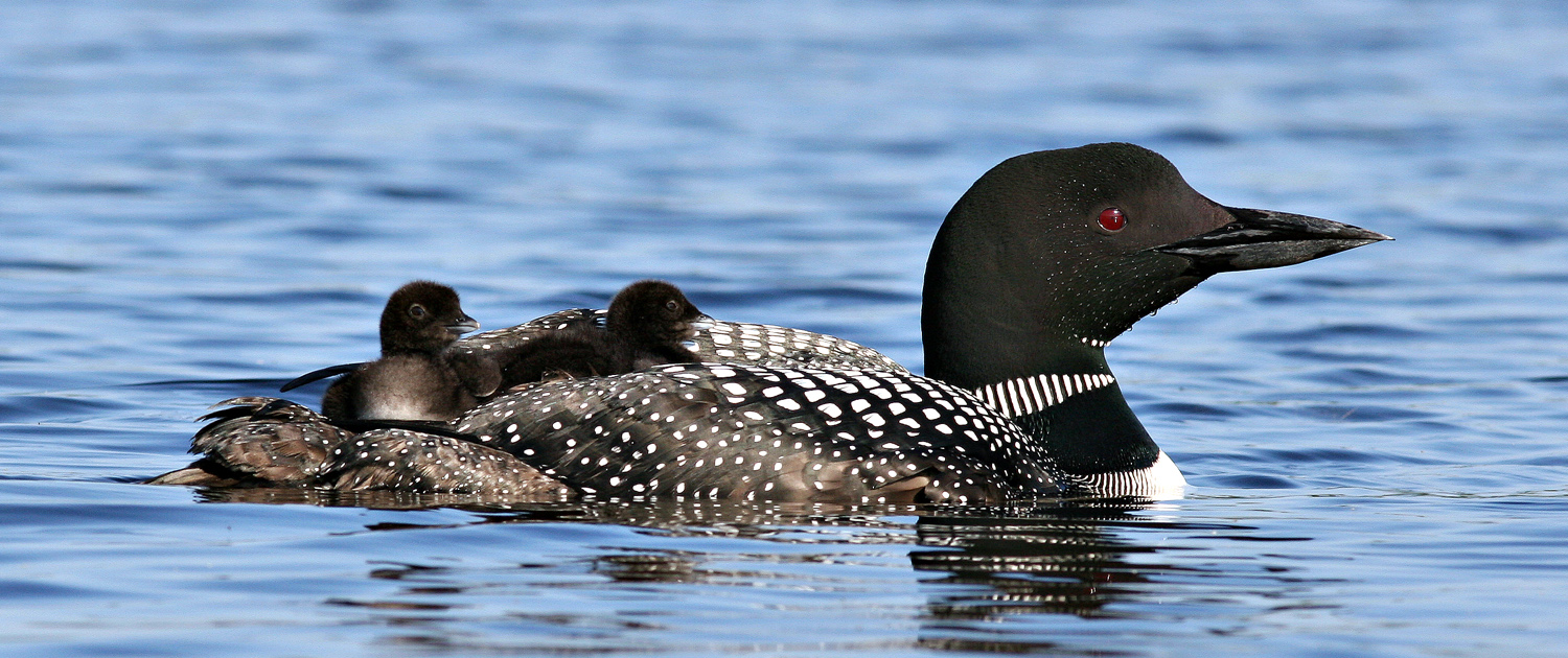 Our Work - Loon Preservation Committee