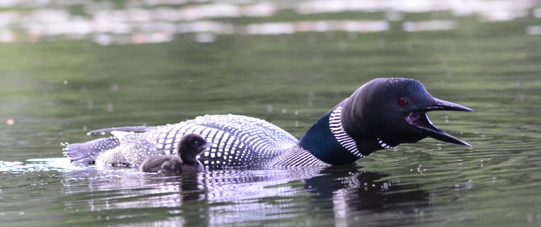 About Loons – Loon Preservation Committee
