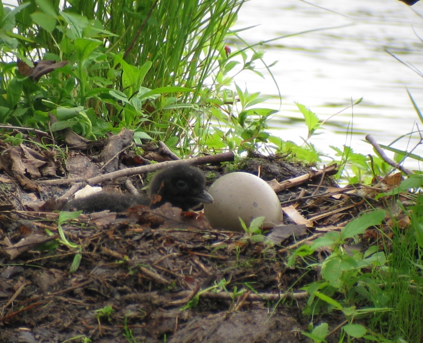 Loon Reproduction – Loon Preservation Committee