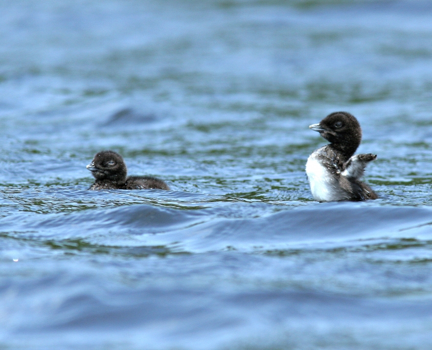 Loon Reproduction – Loon Preservation Committee