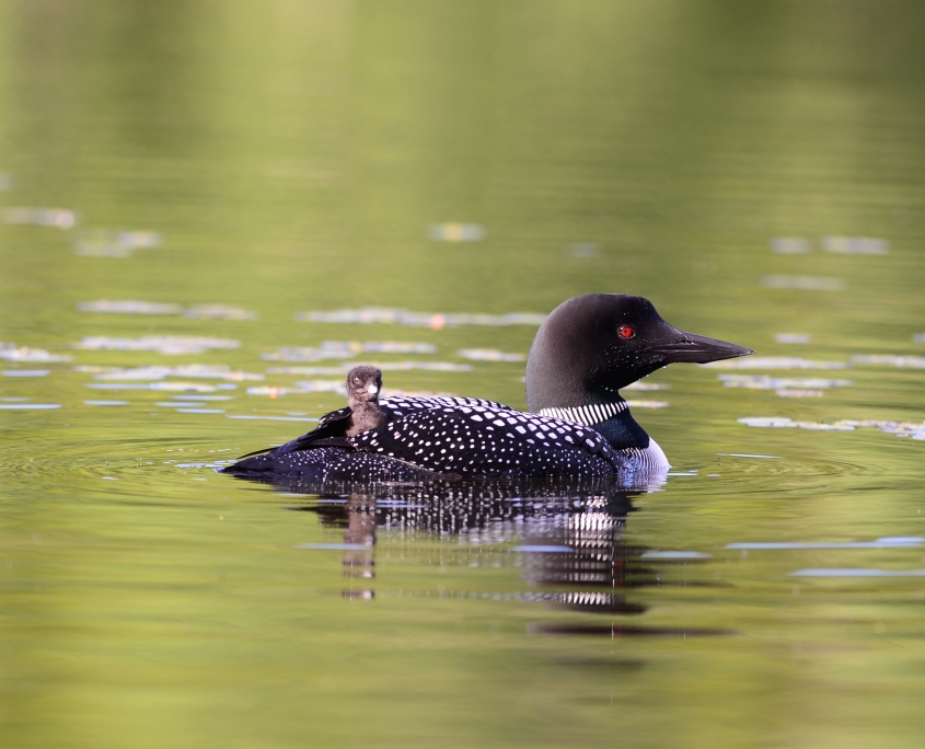 Loon Recovery Plan – Loon Preservation Committee