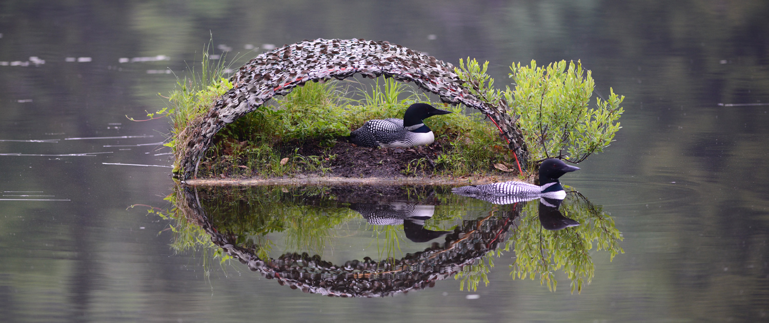 Our Work - Loon Preservation Committee