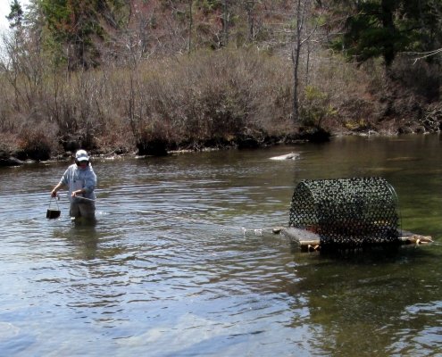 Member a Day in May – Loon Preservation Committee