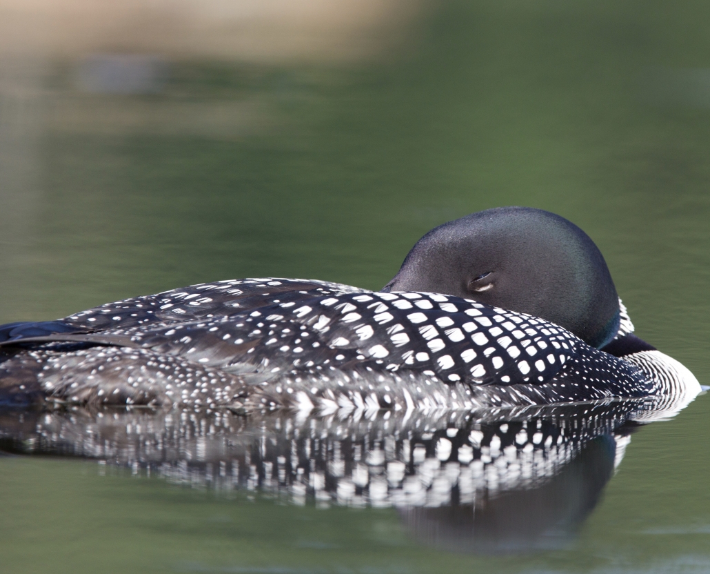 Loon Behavior – Loon Preservation Committee
