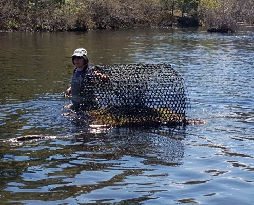 Nest Rafts – Loon Preservation Committee