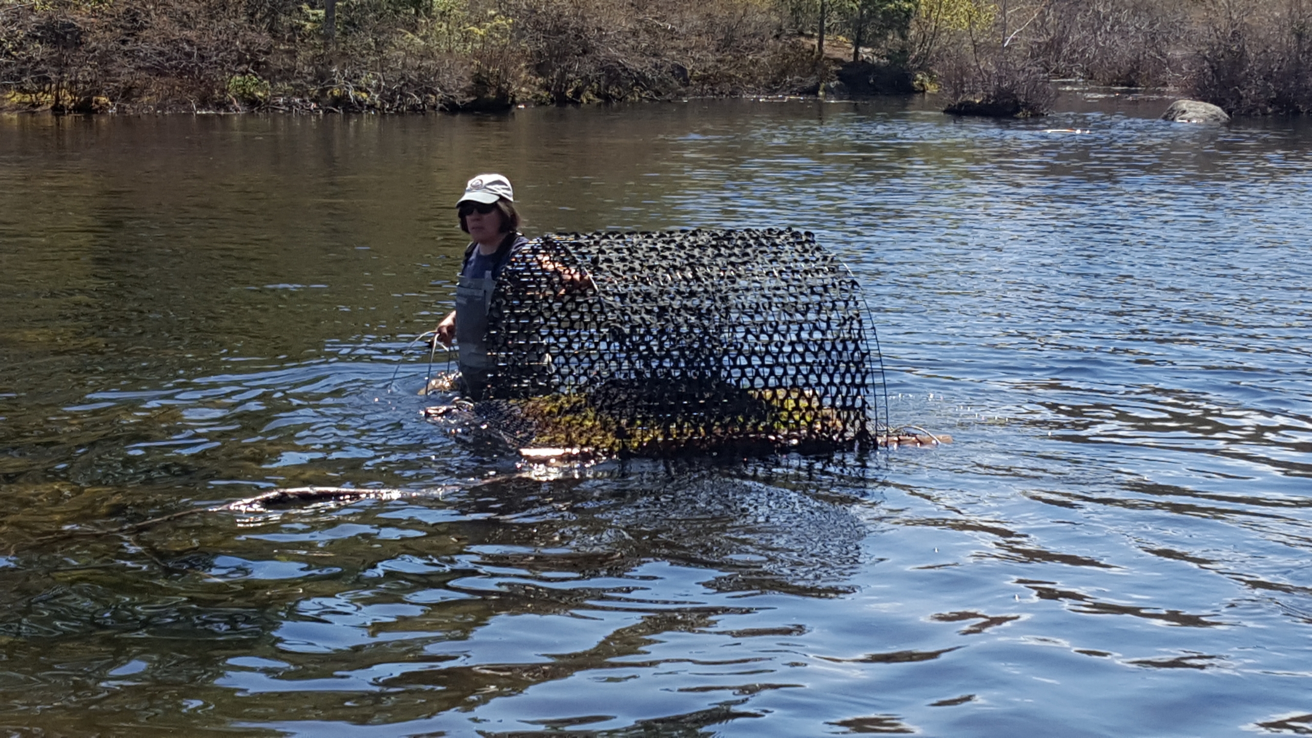 Donations – Loon Preservation Committee