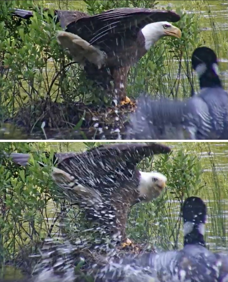 Eagle Takes Loon Cam 1 Chick Loon Preservation Committee