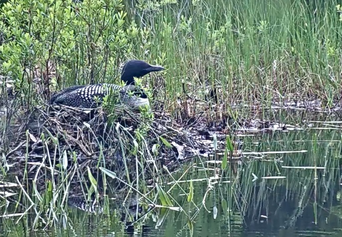 Loon Nests and Water Levels – Loon Preservation Committee