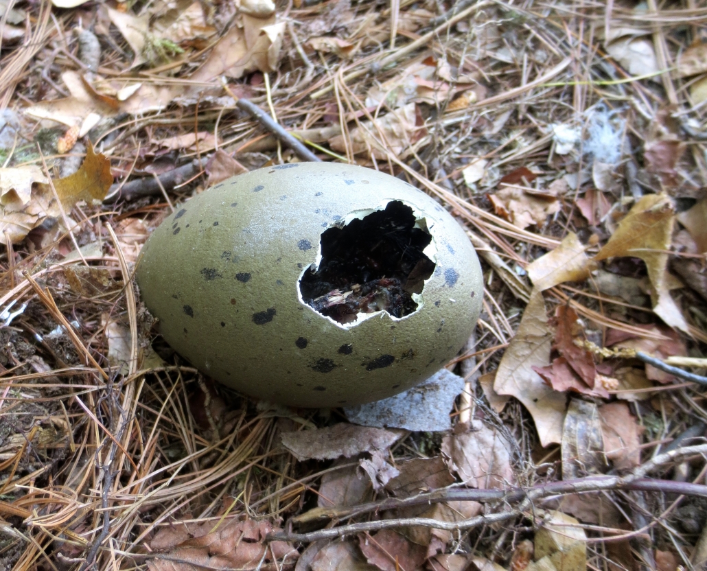 Threats to Loons – Loon Preservation Committee