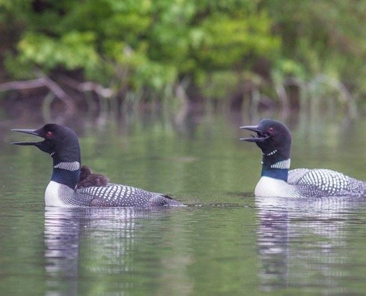 The Call of the Loon – Loon Preservation Committee