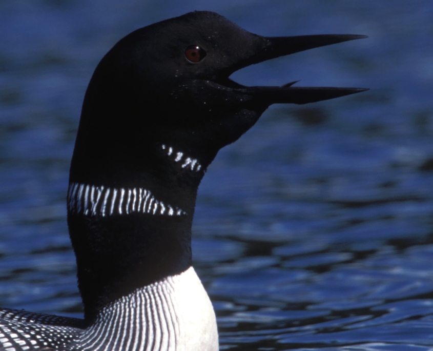 The Call of the Loon – Loon Preservation Committee