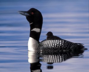 The Call of the Loon – Loon Preservation Committee
