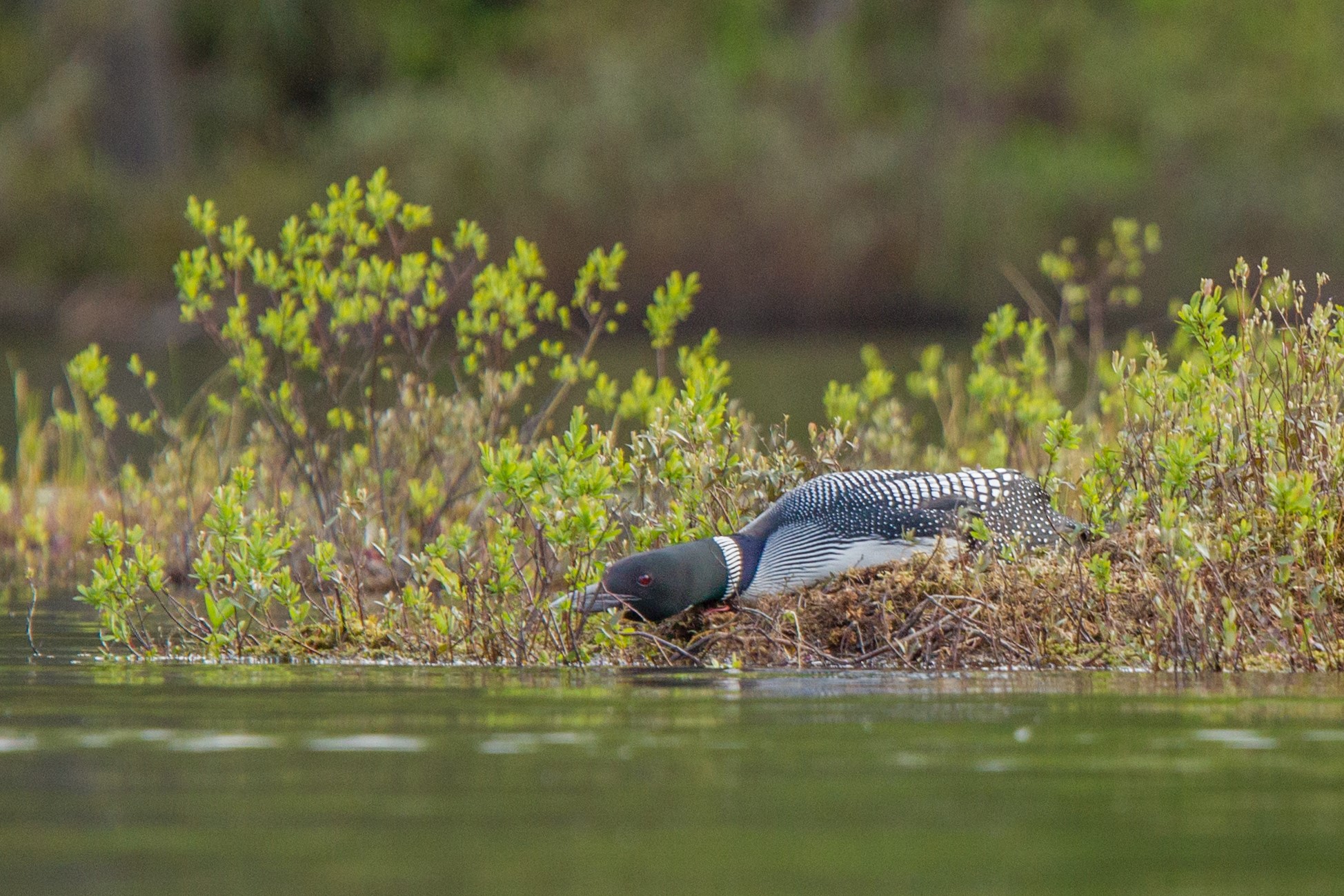 Guidelines for Boaters - Loon Preservation Committee