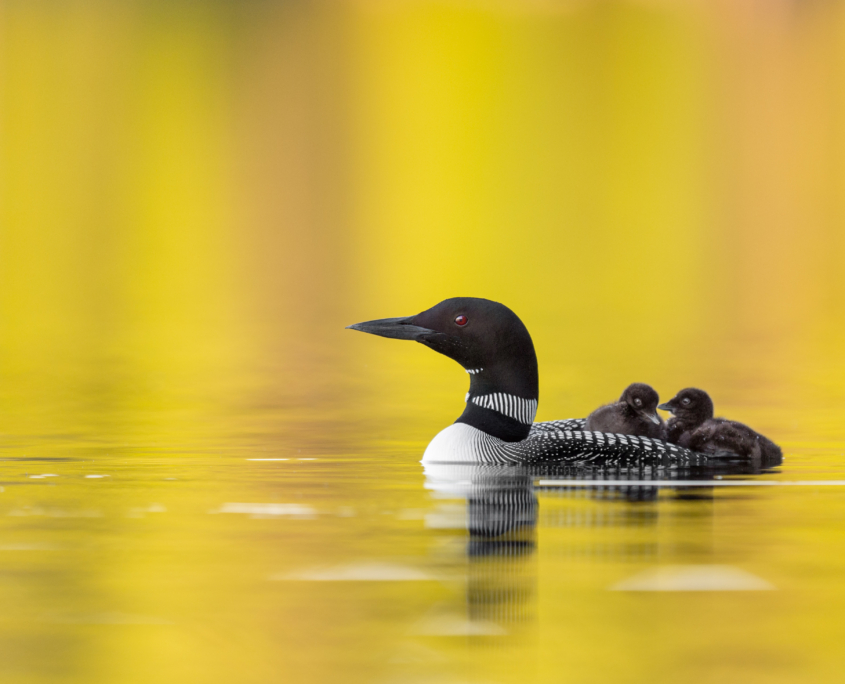 Understanding Loons: Learn to Read the Signs – Loon Preservation Committee
