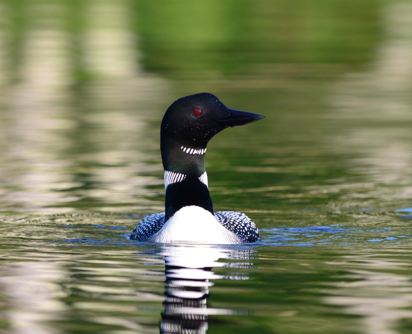 Understanding Loons: Learn to Read the Signs – Loon Preservation Committee
