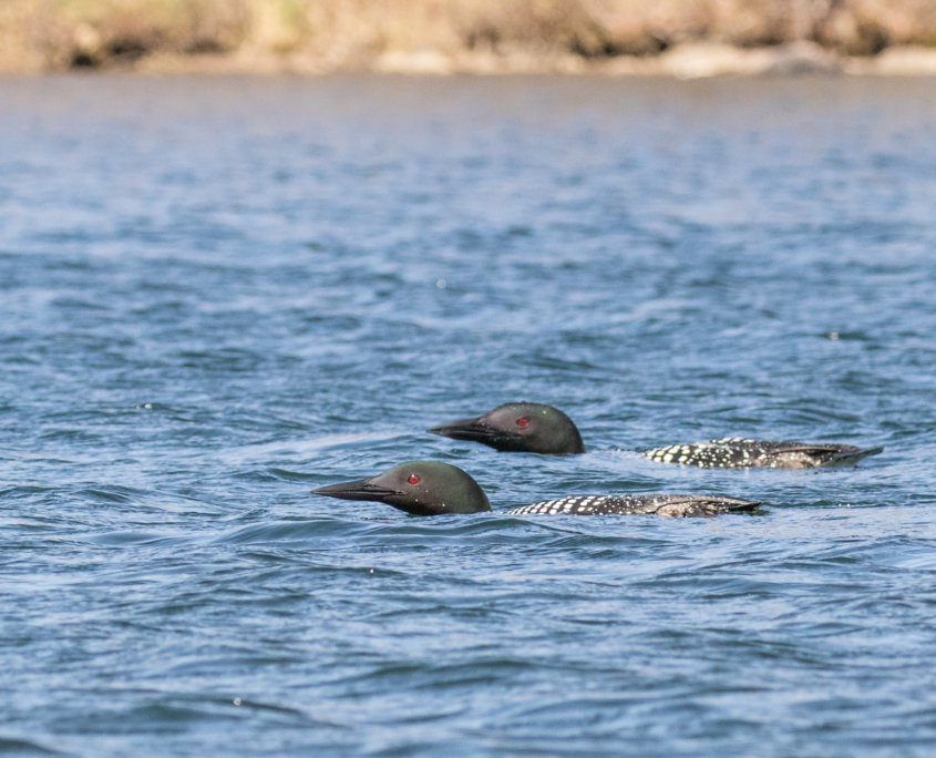 Understanding Loons: Learn to Read the Signs – Loon Preservation Committee