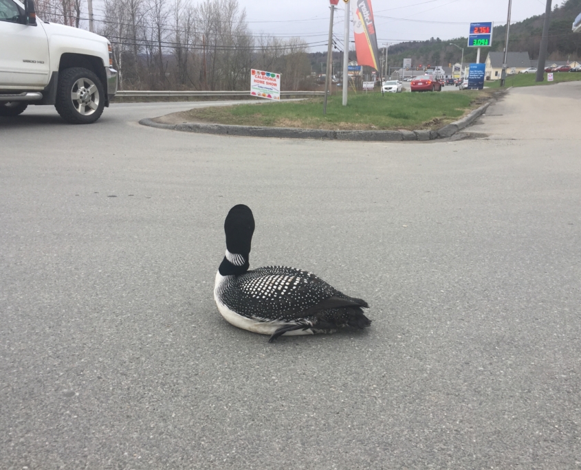 Reporting Loons in Distress – Loon Preservation Committee
