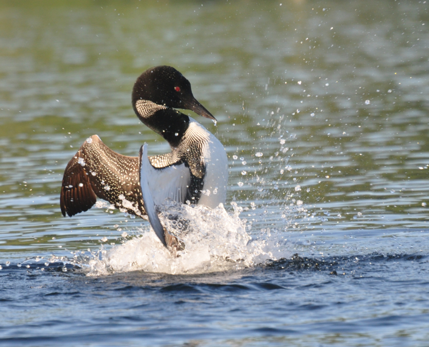 Understanding Loons: Learn to Read the Signs – Loon Preservation Committee