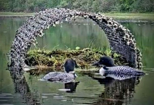 The Call of the Loon – Loon Preservation Committee